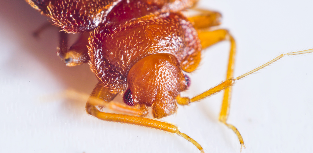 bed_bug_treatment_phoenix | Ross Pest Control & Mold Removal