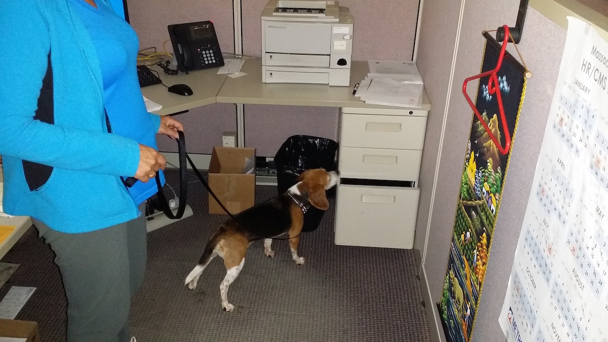 bedbug_busters_dog | Ross Pest Control & Mold Removal