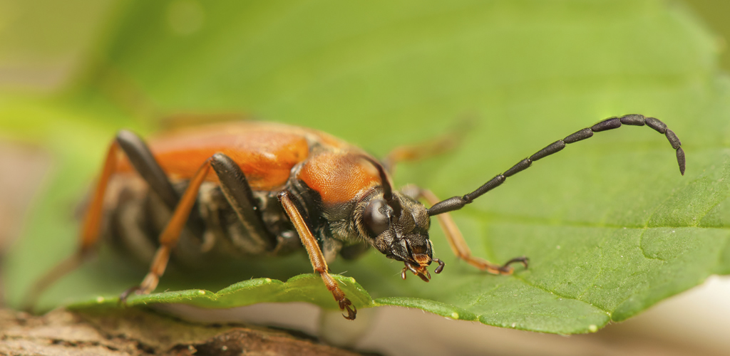 beetle | Ross Pest Control & Mold Removal