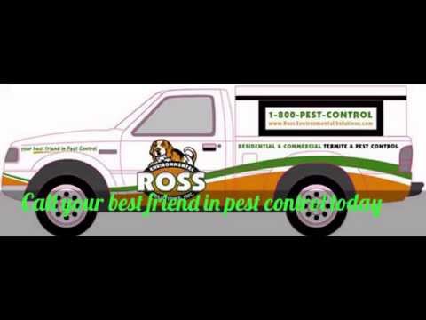 hqdefault | Ross Pest Control & Mold Removal