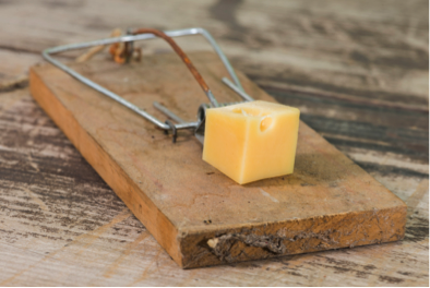 mice1 | Ross Pest Control & Mold Removal