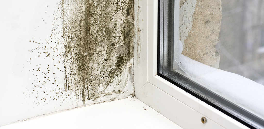mold_prevention | Ross Pest Control & Mold Removal