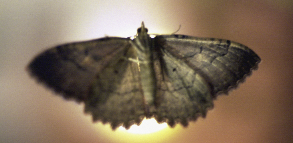 moth_control | Ross Pest Control & Mold Removal