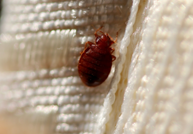 What Causes Bed Bugs to Infest Your Home in Deptford, NJ & What are ...